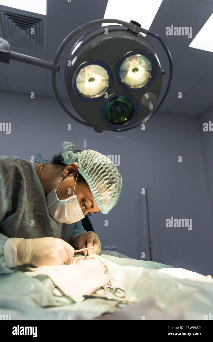 Closeup view of female veterinarian does cat sterilization surgery and ...