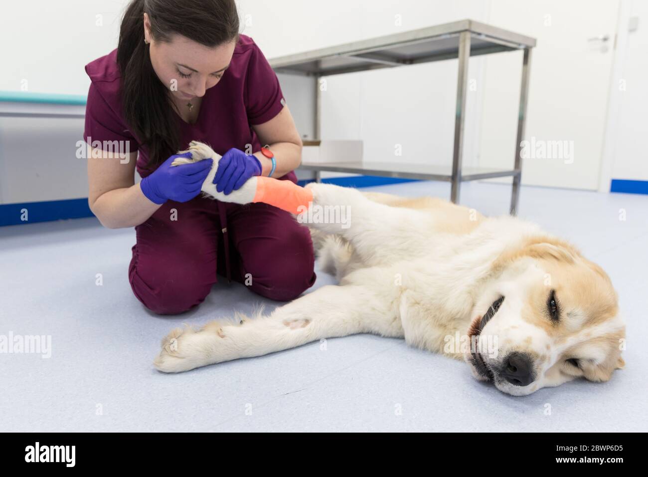 Female veterinarian examining of Central asian shepherd dog injured or ...