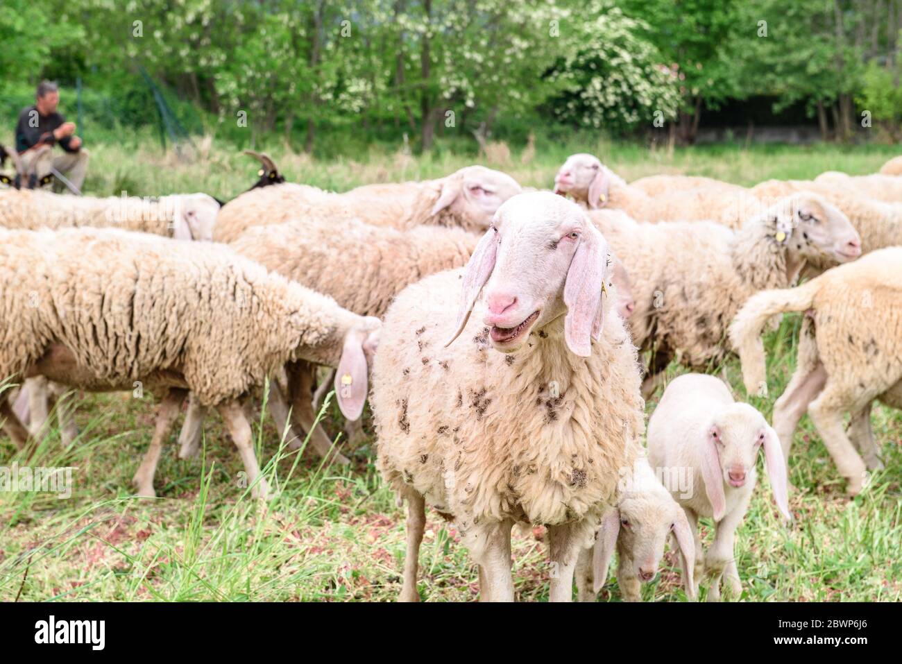 Sheep, sheep farm in the mountain, Beautiful countryside farm village ...