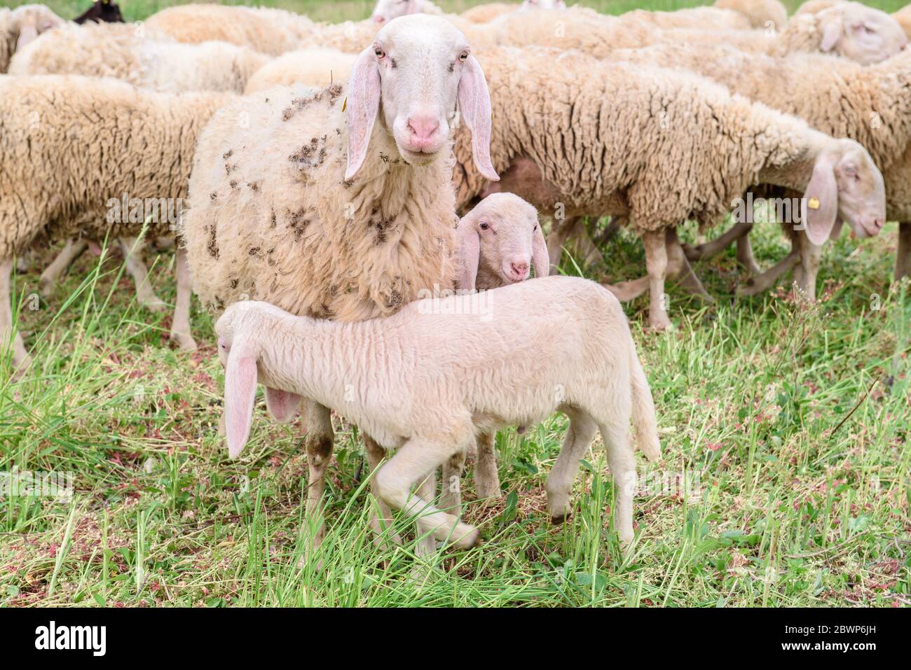 Sheep, sheep farm in the mountain, Beautiful countryside farm village ...