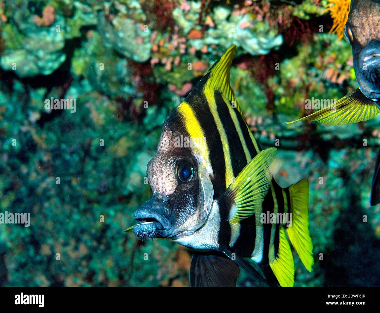 Class Dx High Resolution Stock Photography and Images - Alamy