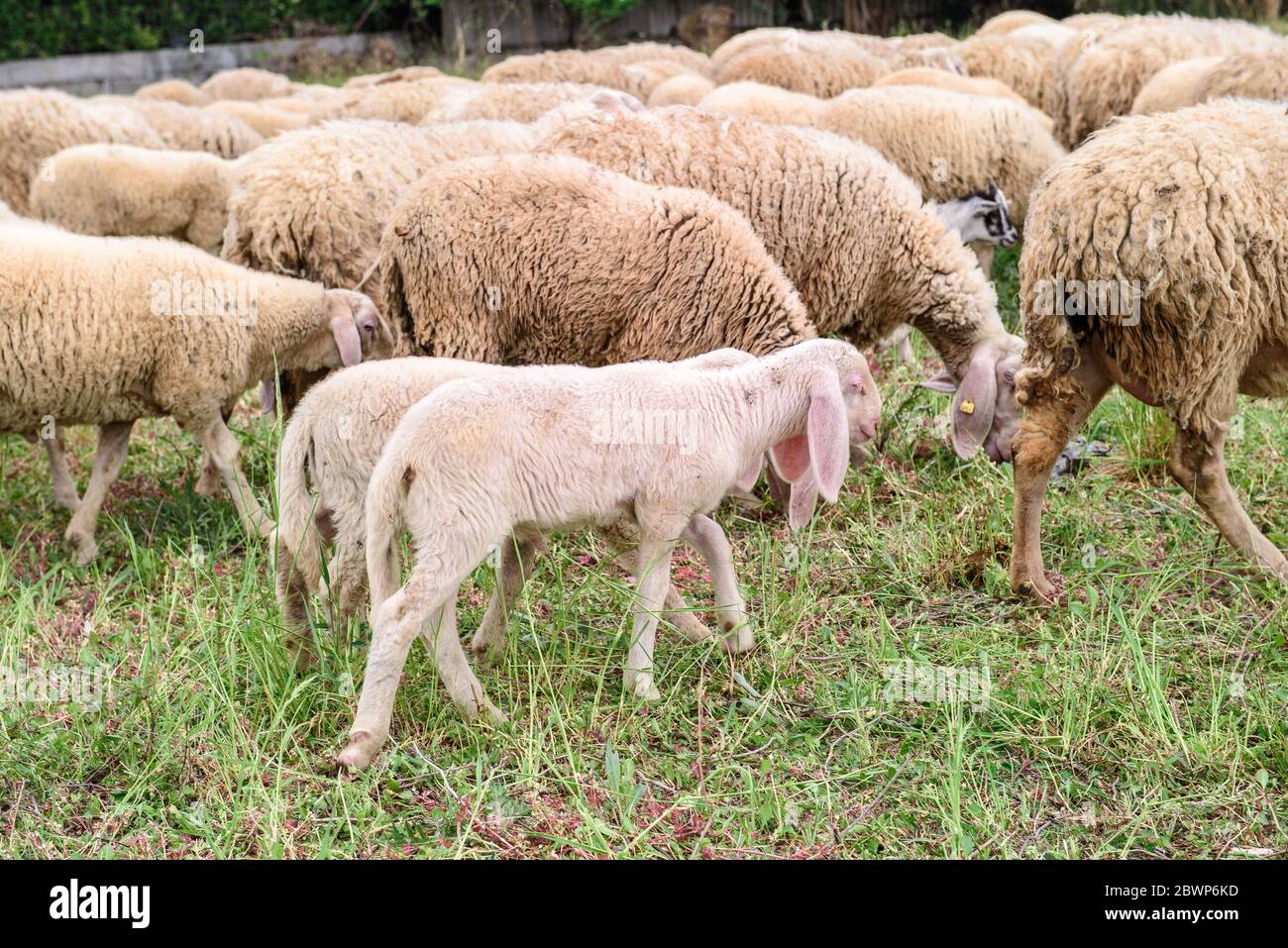Sheep, sheep farm in the mountain, Beautiful countryside farm village ...