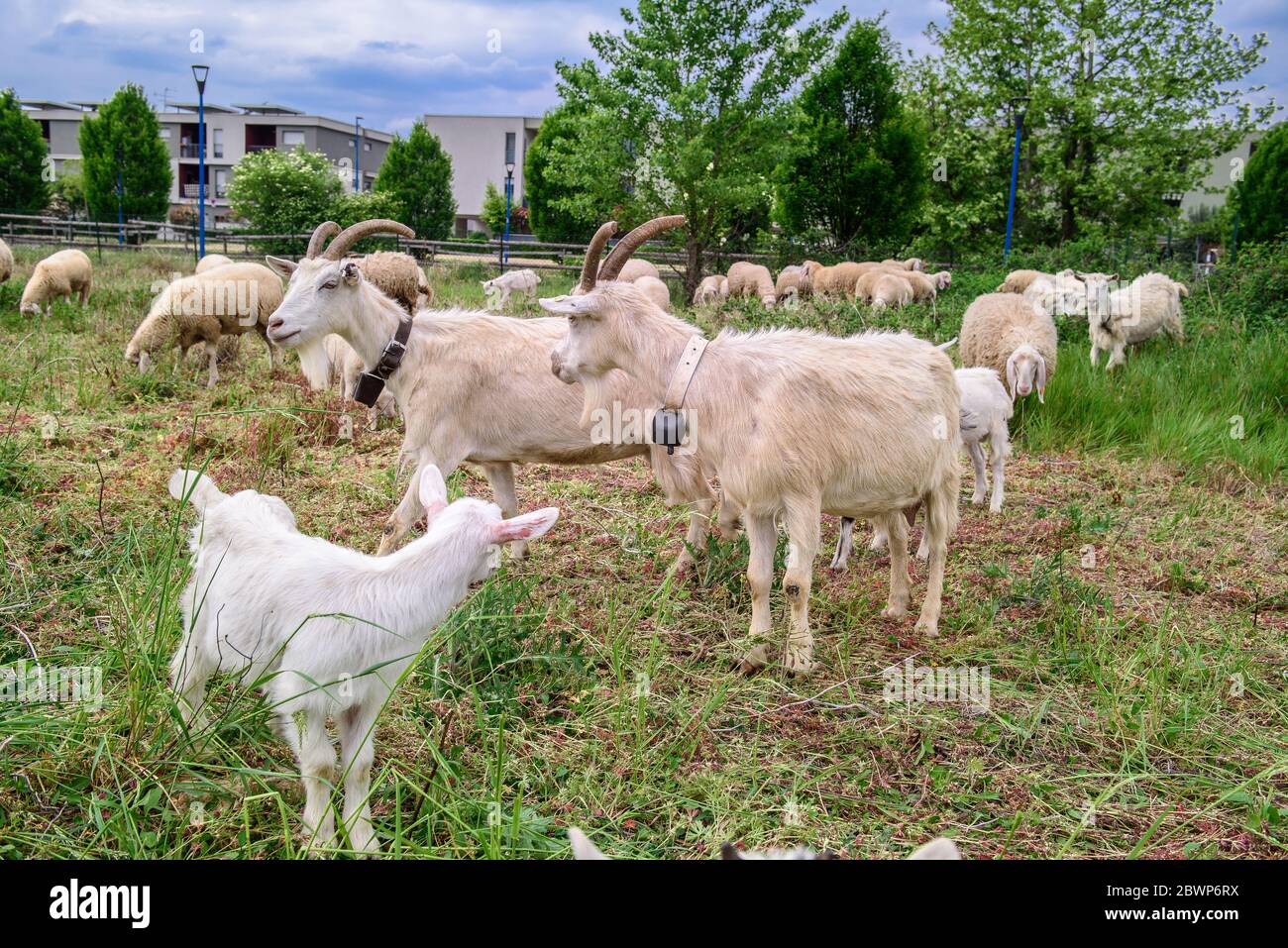 Two goats look at the camera Stock Photo - Alamy