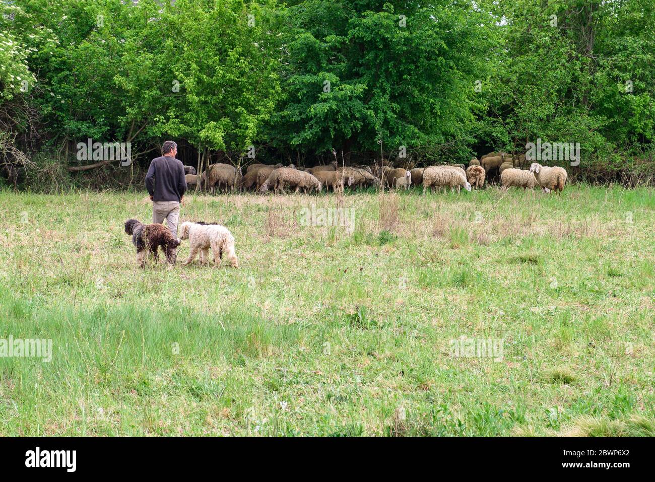 Sheep huddle hi-res stock photography and images - Alamy