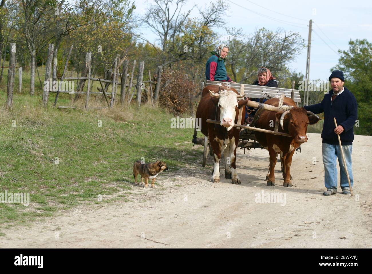Pulling a wagon with dog hi-res stock photography and images - Alamy