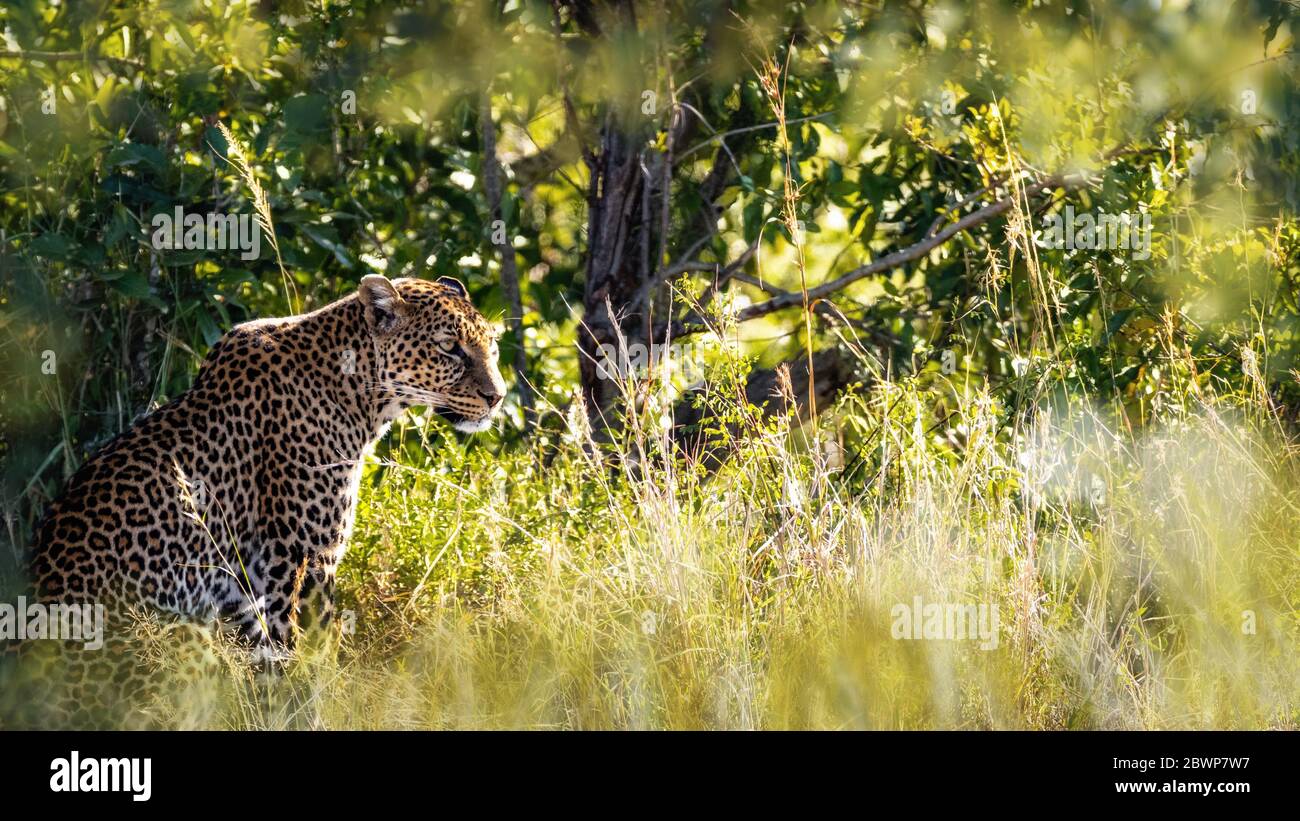 Sitting leopard hi-res stock photography and images - Alamy