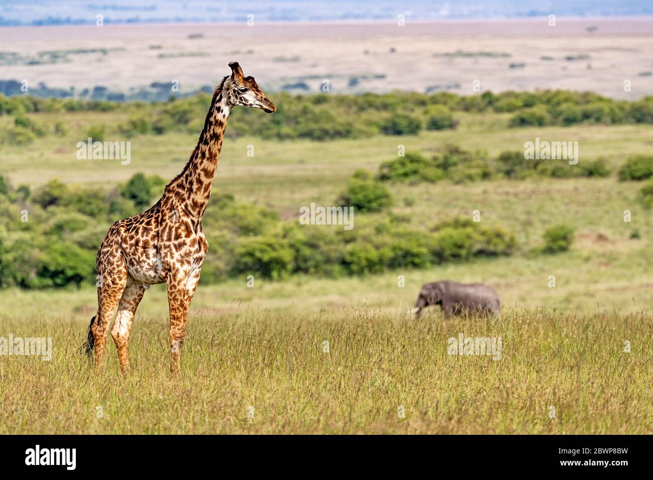 One giraffe hi-res stock photography and images - Alamy