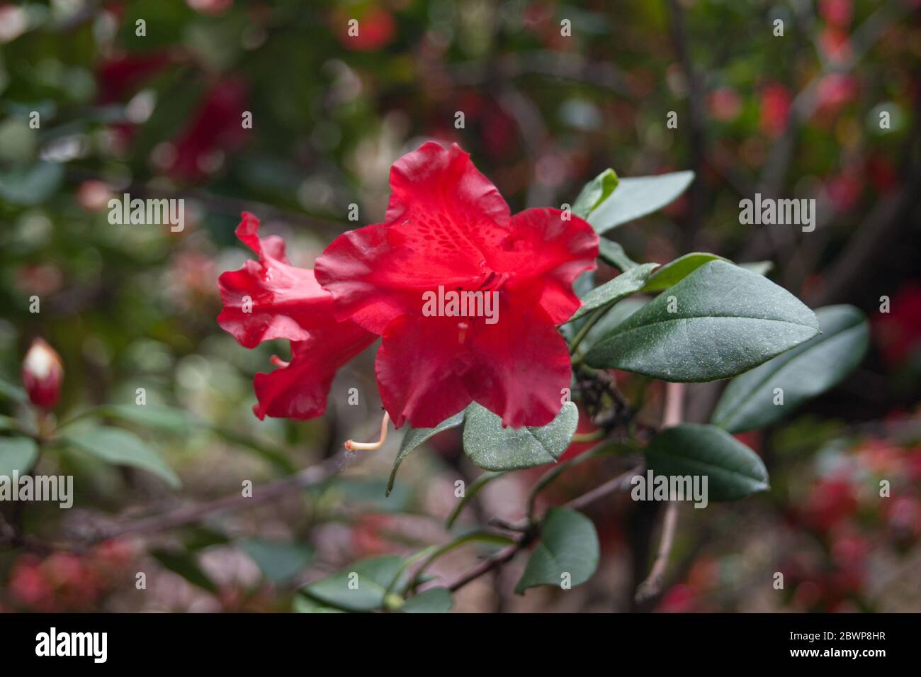 Rhododendron simsii Planch flowers Stock Photo - Alamy
