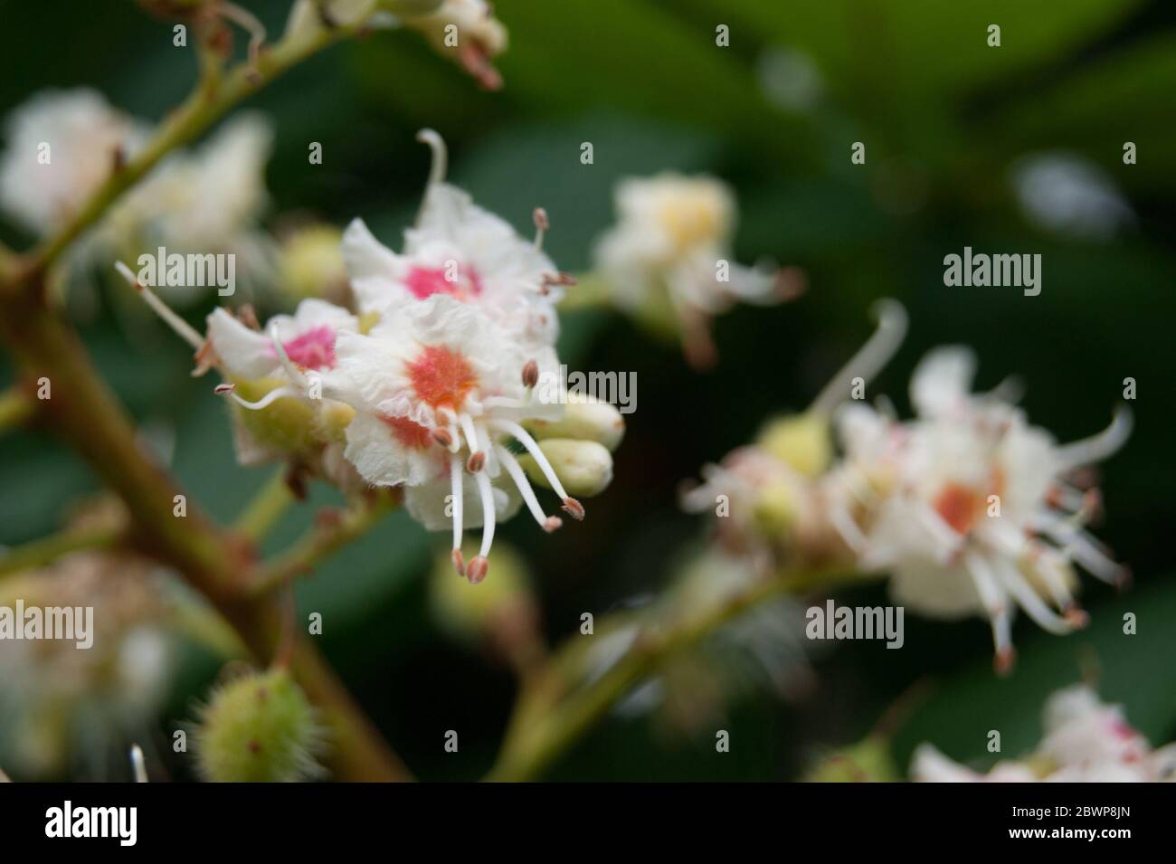 Aesculus hippocastanum horse-chestnut or conker tree flowers Stock ...