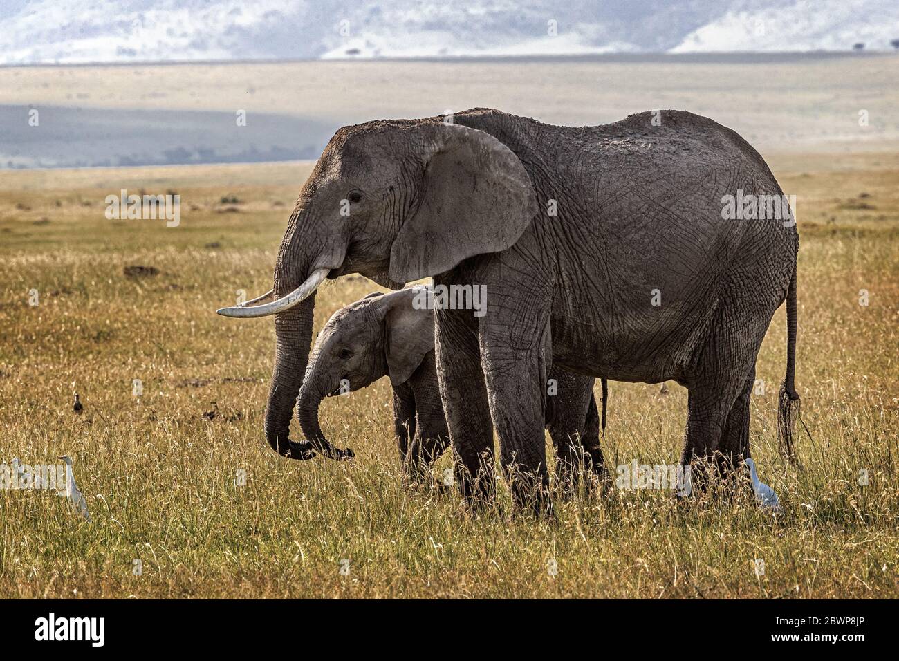 Mother African elephant with baby calf together in grasslands of the ...
