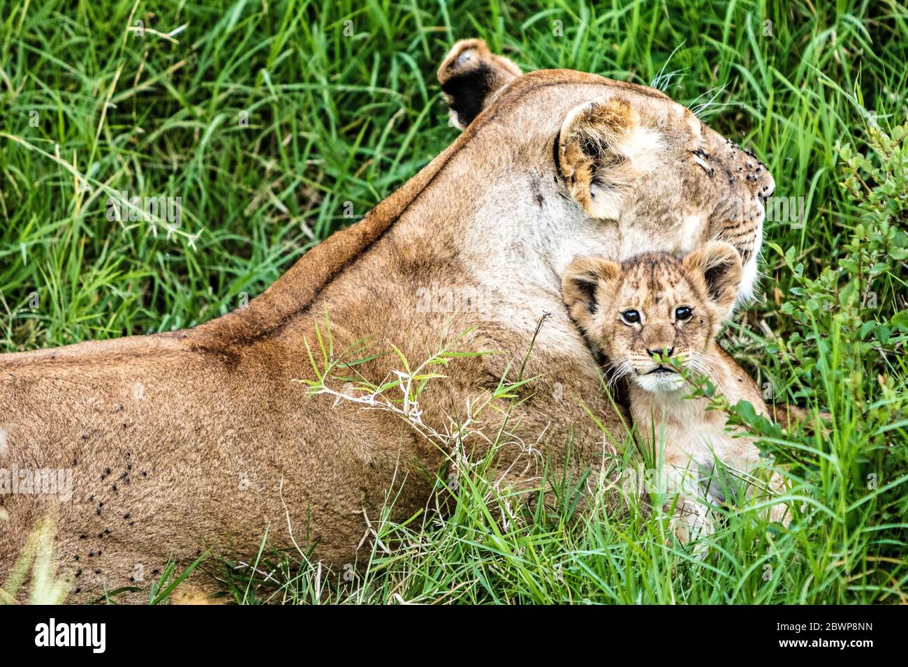 Lioness and cub hi-res stock photography and images - Alamy