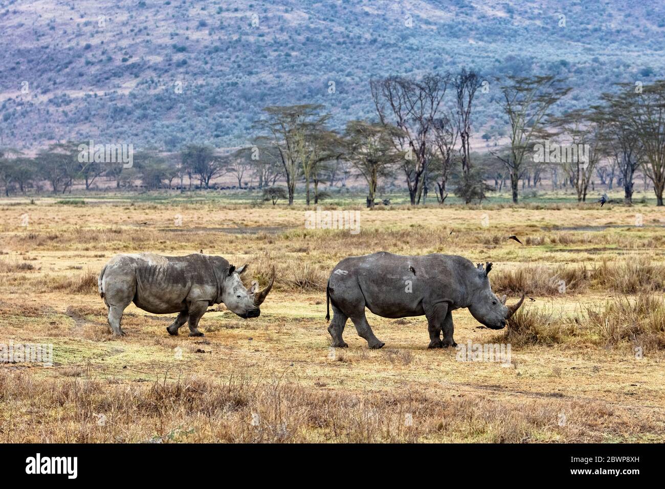 Rhino and calf walking across forest in Lake Nakuru, Kenya Africa Stock ...