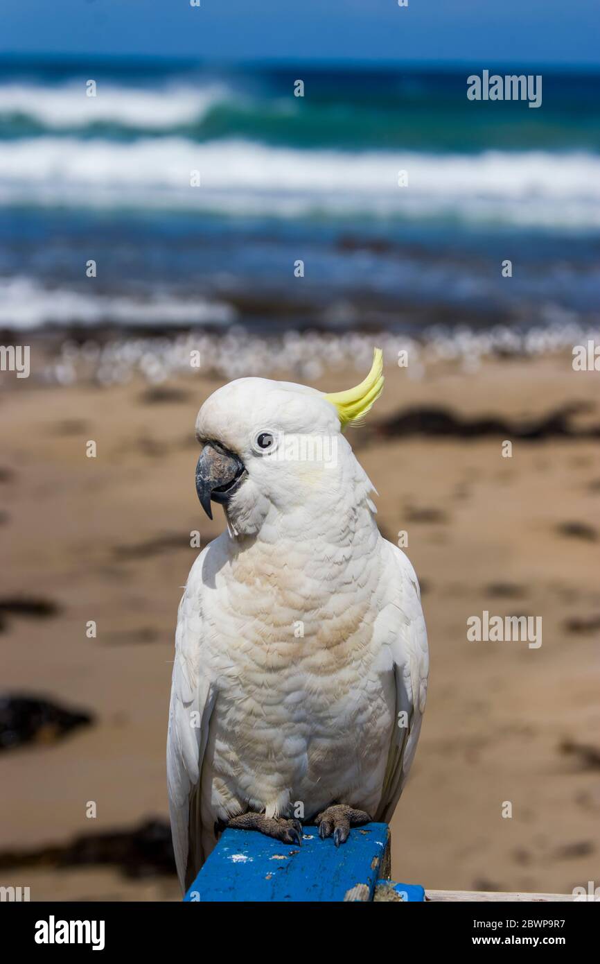 The sulphur-crested cockatoo stands on the handrail of Lorne Pier of ...