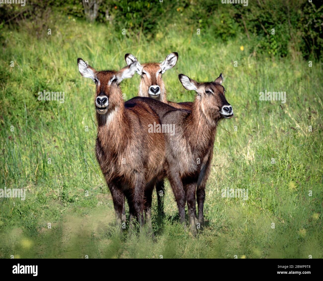 Three cute Waterbuck antelopes with heart-shaped noses together in ...