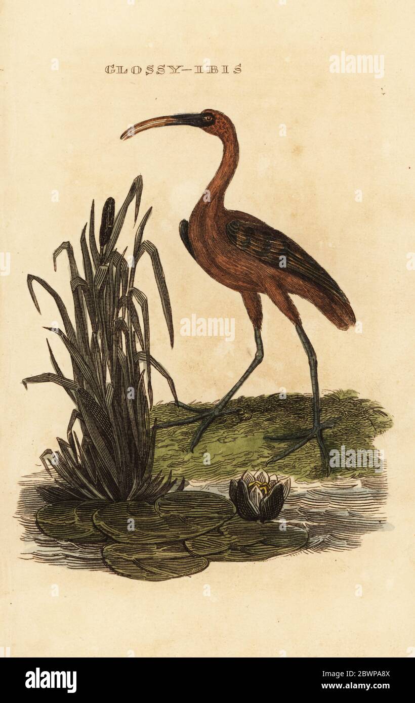 Falcinellus igneus hi-res stock photography and images - Alamy
