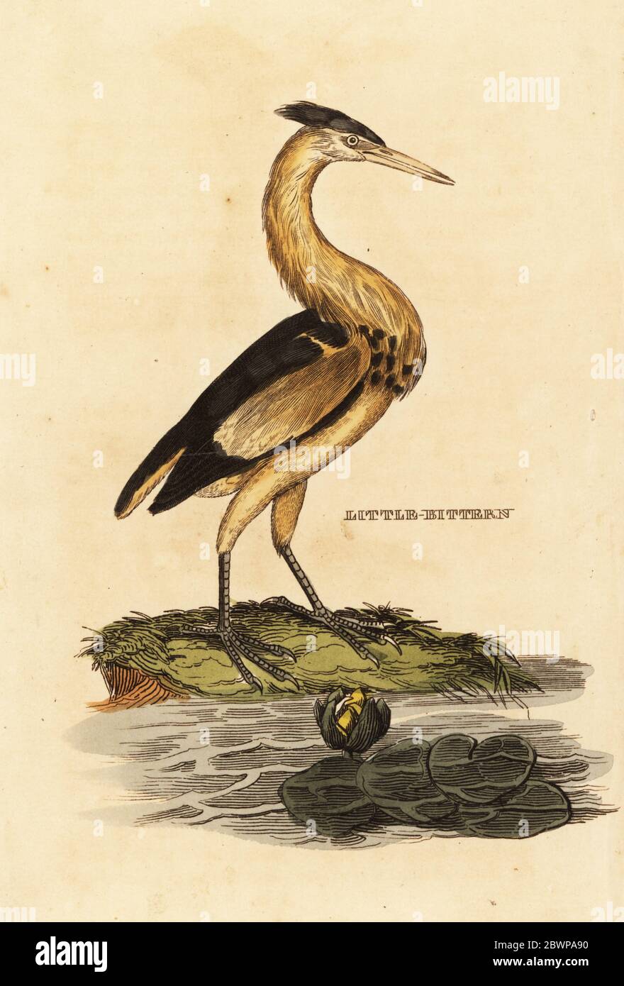 Little bittern, Ixobrychus minutus. Handcoloured woodblock engraving ...