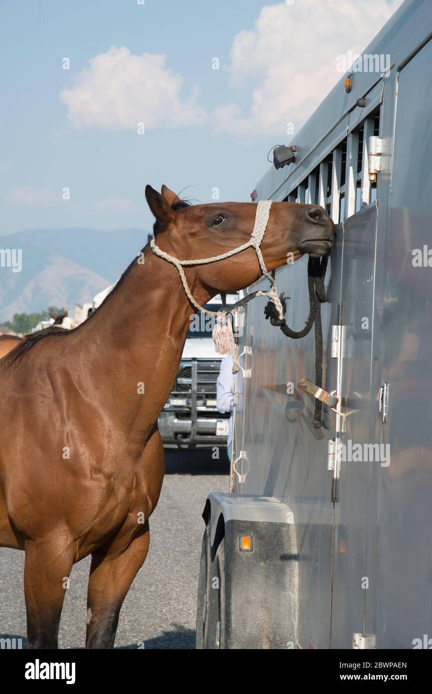 horse, ranch, farm, corral, animal, brown, mare, stallion, rural ...