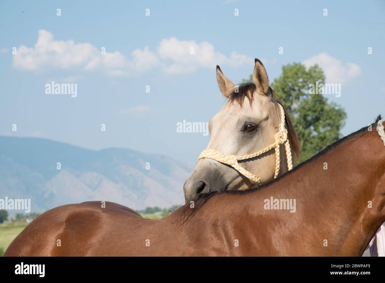 horse, ranch, farm, corral, animal, brown, mare, stallion, rural ...