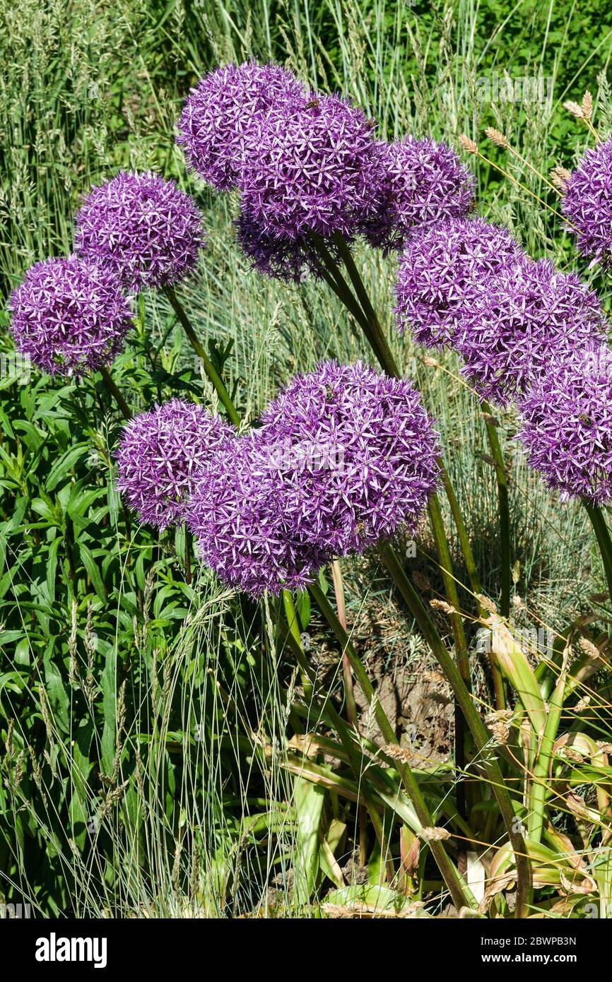 Giant Onion Allium 'Globemaster' Stock Photo - Alamy