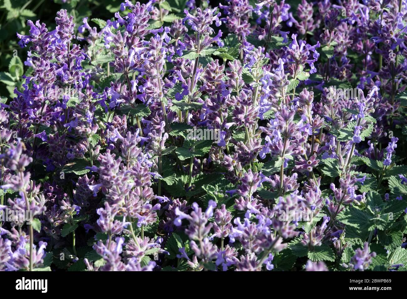 Persian catmint hi-res stock photography and images - Alamy