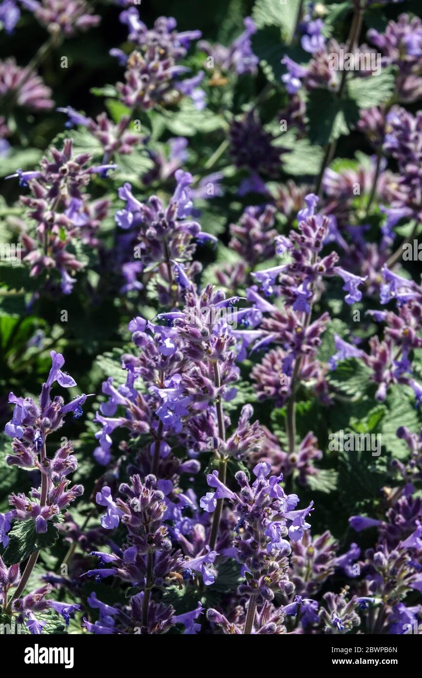Persian Blue Catmint