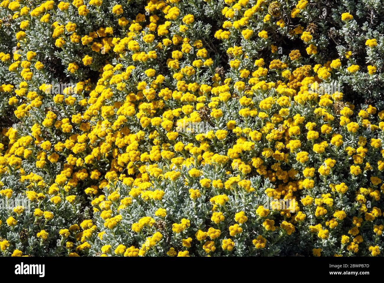 Helichrysum trilineatum hi-res stock photography and images - Alamy