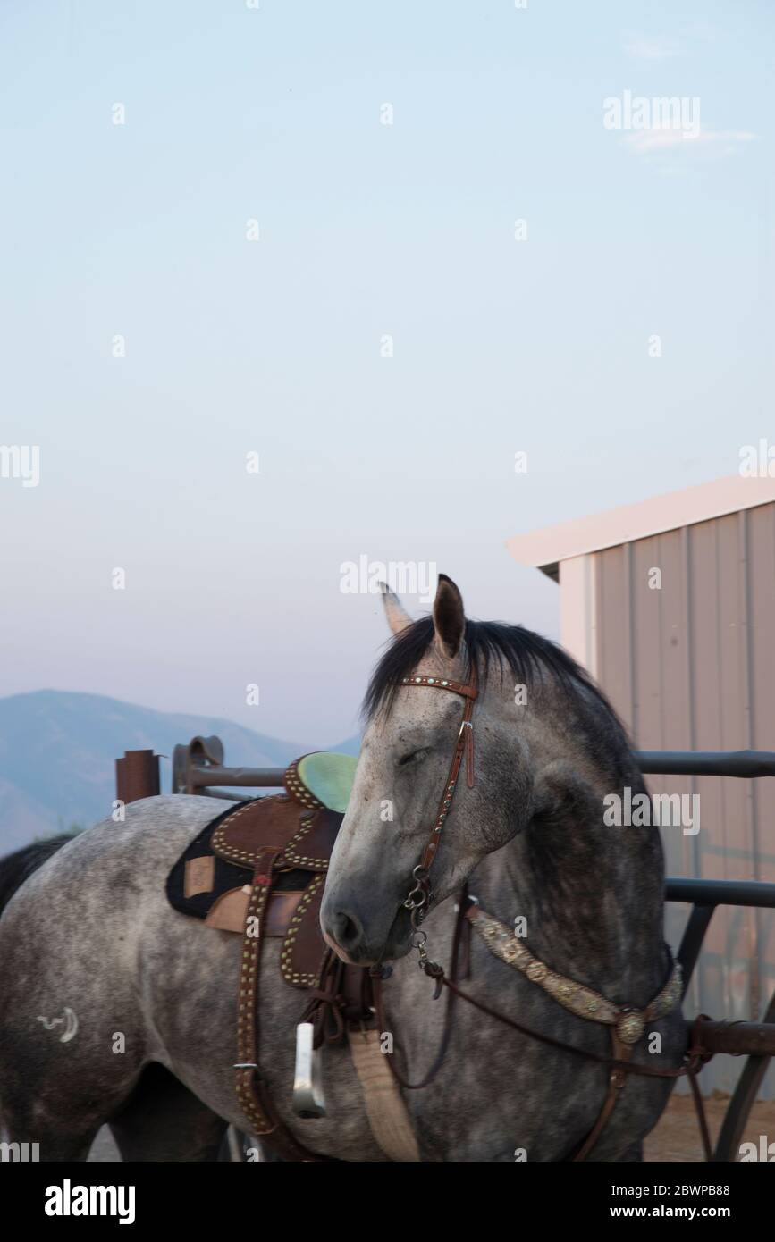 horse, ranch, farm, corral, animal, brown, mare, stallion, rural ...