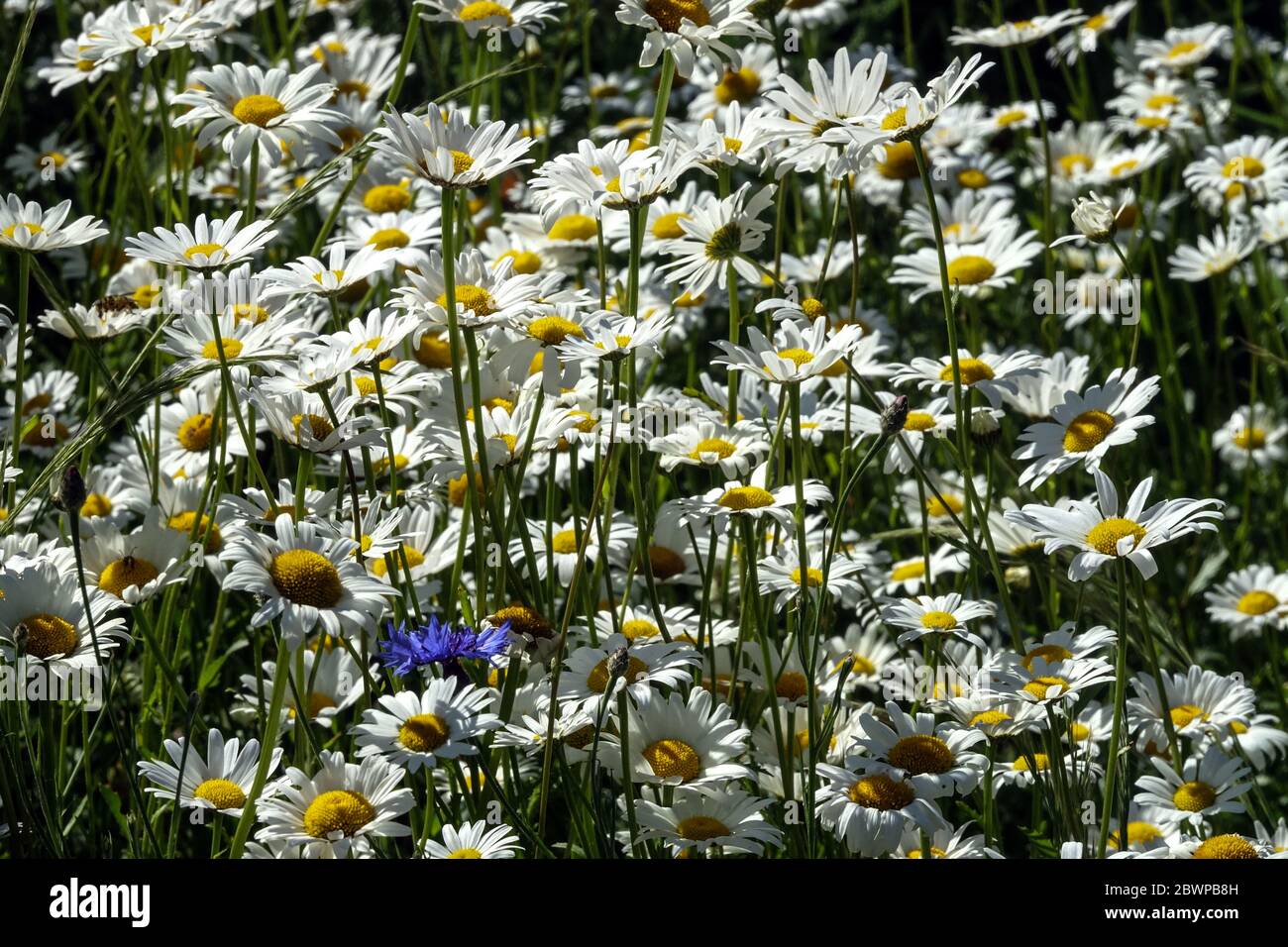 White daisy wildflowers hi-res stock photography and images - Alamy