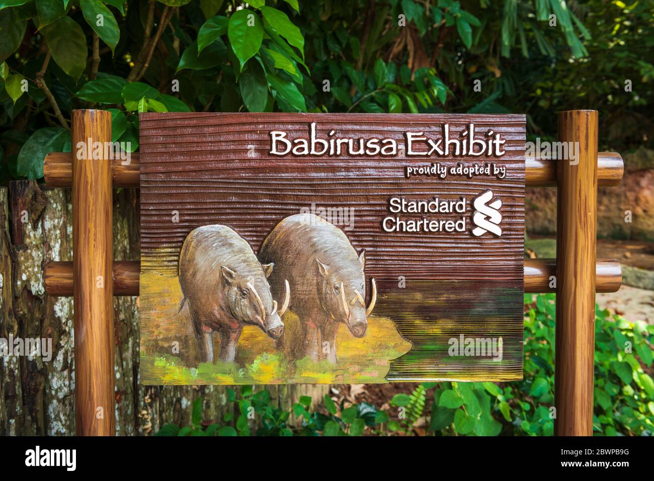 Babirusa exhibit (Babyrousa babyrussa) at the Singapore Zoo, Singapore ...