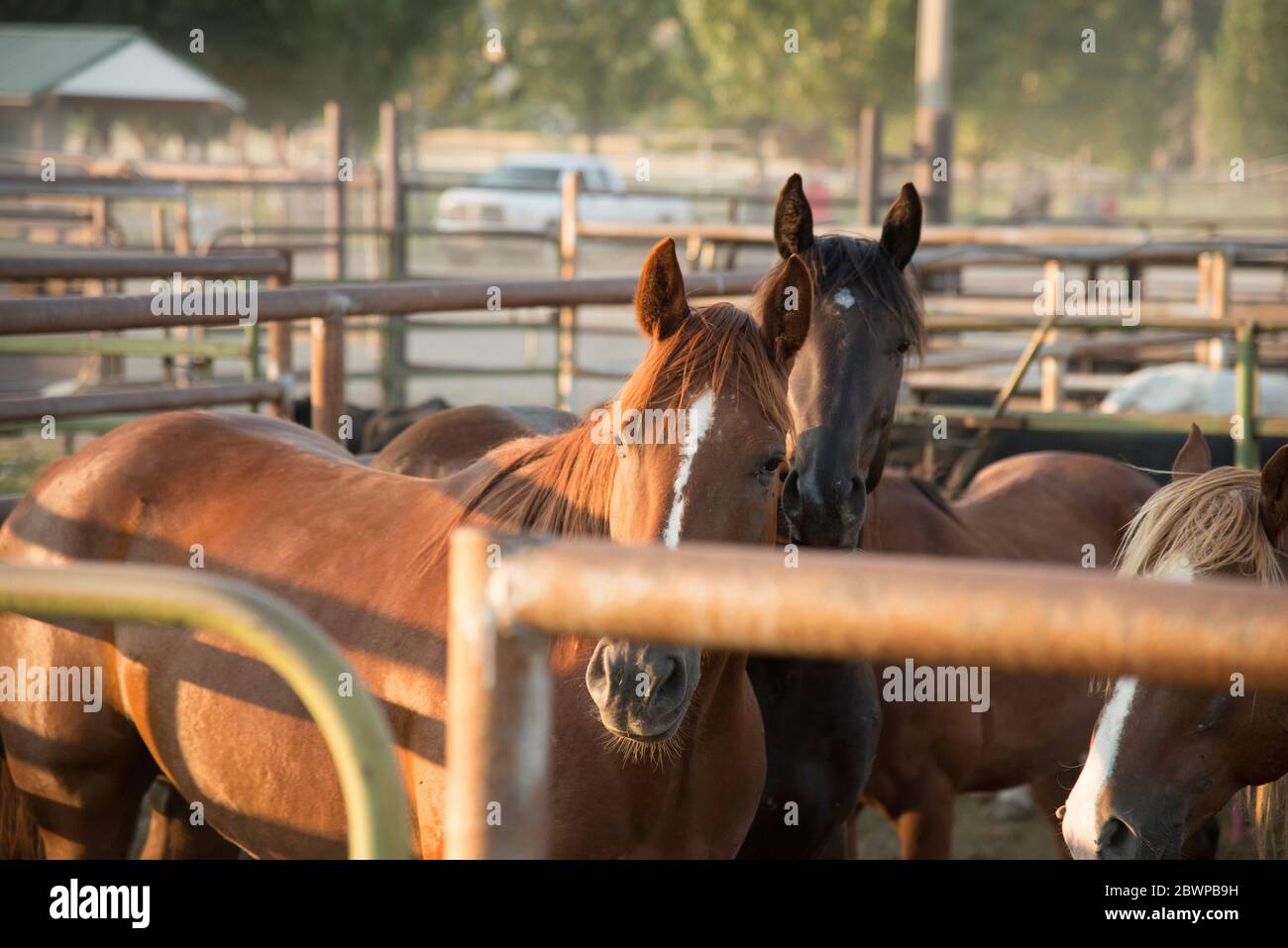 horse, ranch, farm, corral, animal, brown, mare, stallion, rural ...