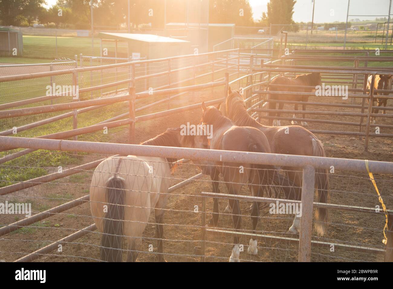 horse, ranch, farm, corral, animal, brown, mare, stallion, rural ...