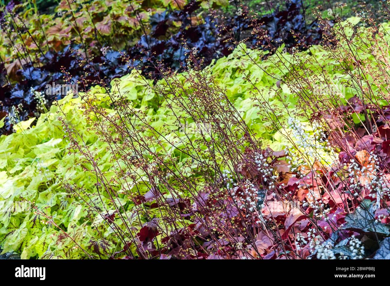 Mixed heucheras hi-res stock photography and images - Alamy