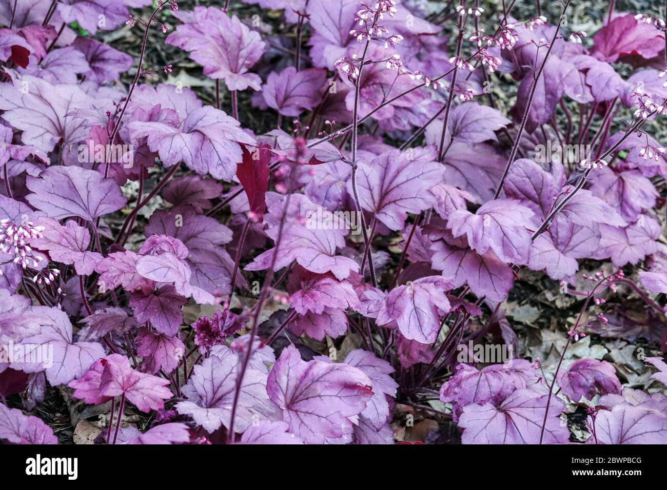 Heuchera georgia plum heucheras purple heuchera leaves hi-res stock ...