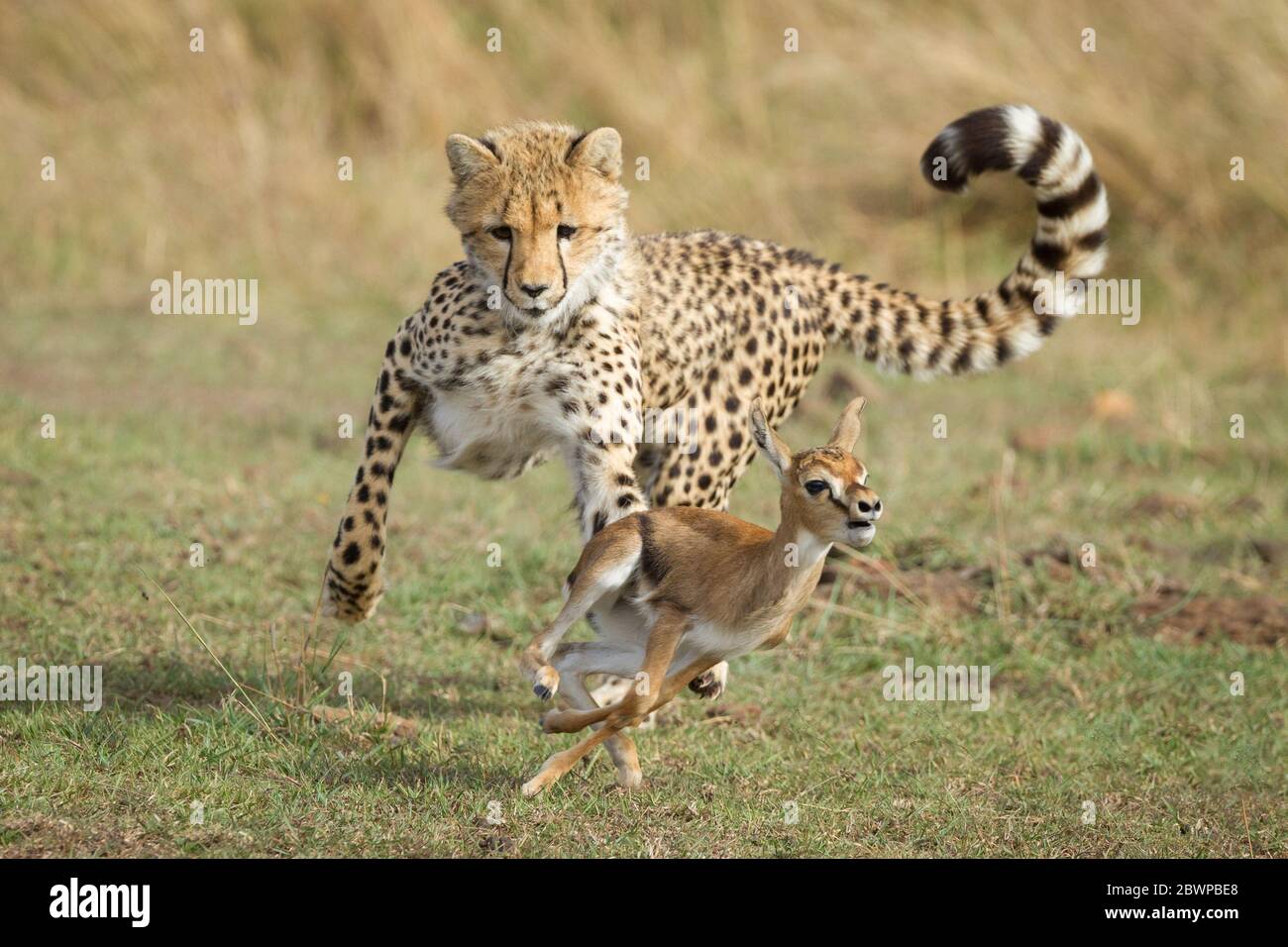 Predator Chasing Prey