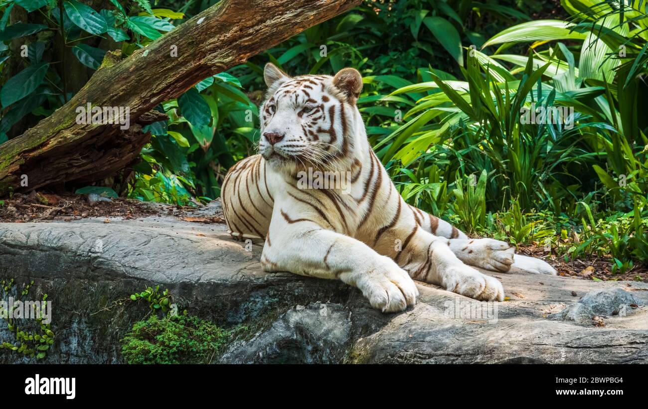White tiger at the Singapore Zoo, Singapore, Republic of Singapore ...