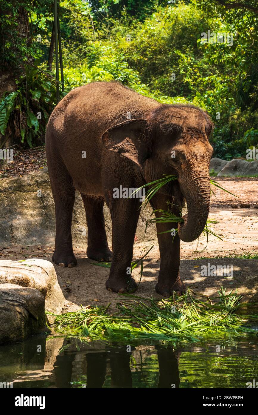 Singapore zoo outdoor exhibit hi-res stock photography and images - Alamy