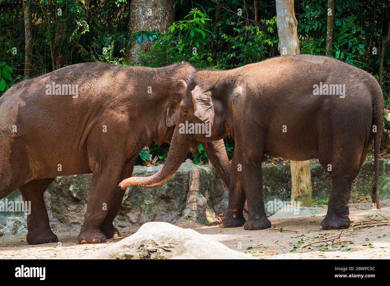 Asian elephants playing at the Singapore Zoo, Singapore, Republic of ...