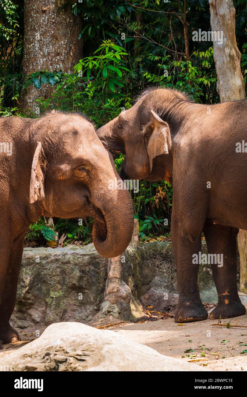 Asian elephants playing at the Singapore Zoo, Singapore, Republic of ...