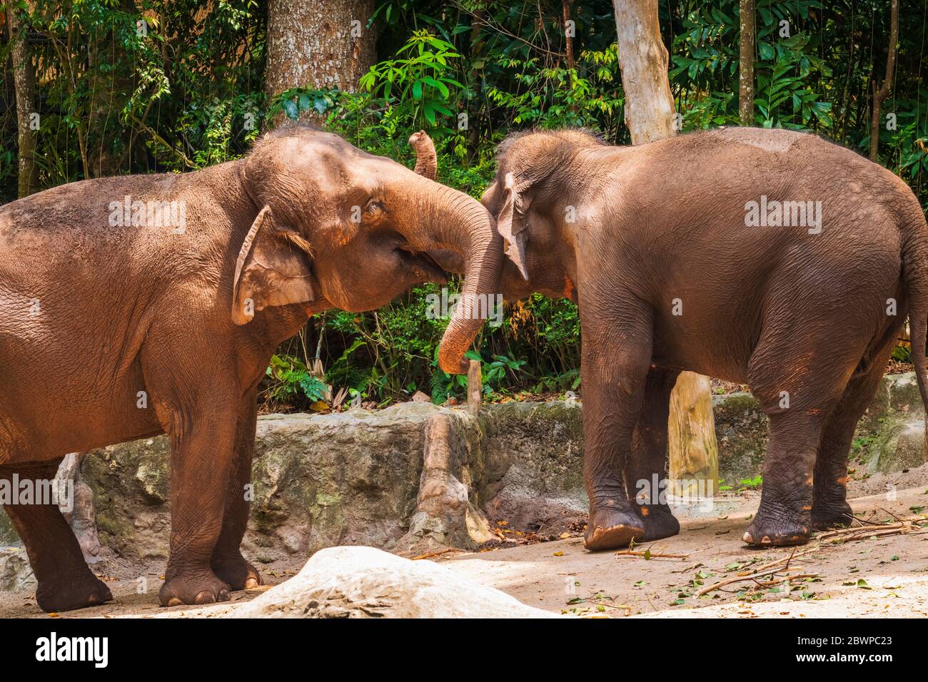 Asian elephants playing at the Singapore Zoo, Singapore, Republic of ...