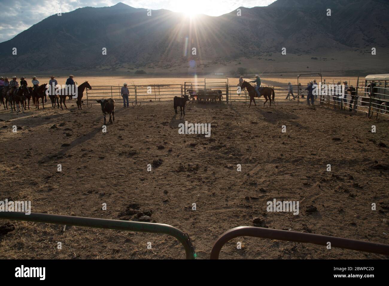 Rodeo calf roping event sports hi-res stock photography and images - Alamy