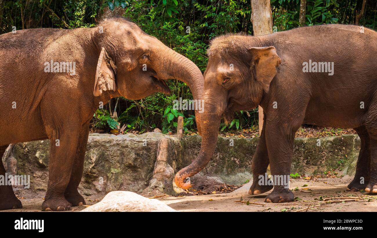 Asian elephants playing at the Singapore Zoo, Singapore, Republic of ...