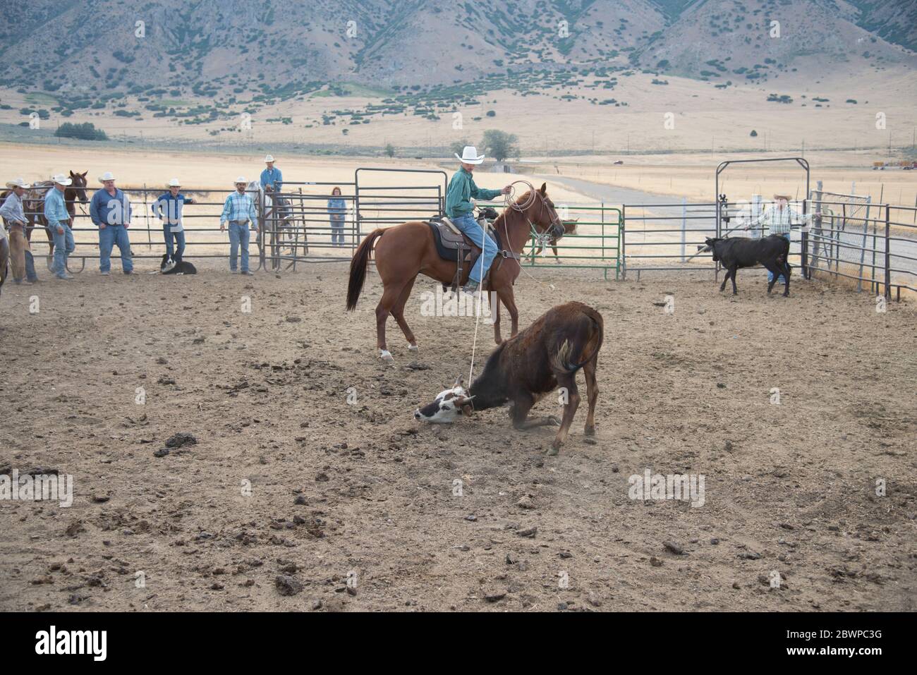 Steer team roping hi-res stock photography and images - Alamy