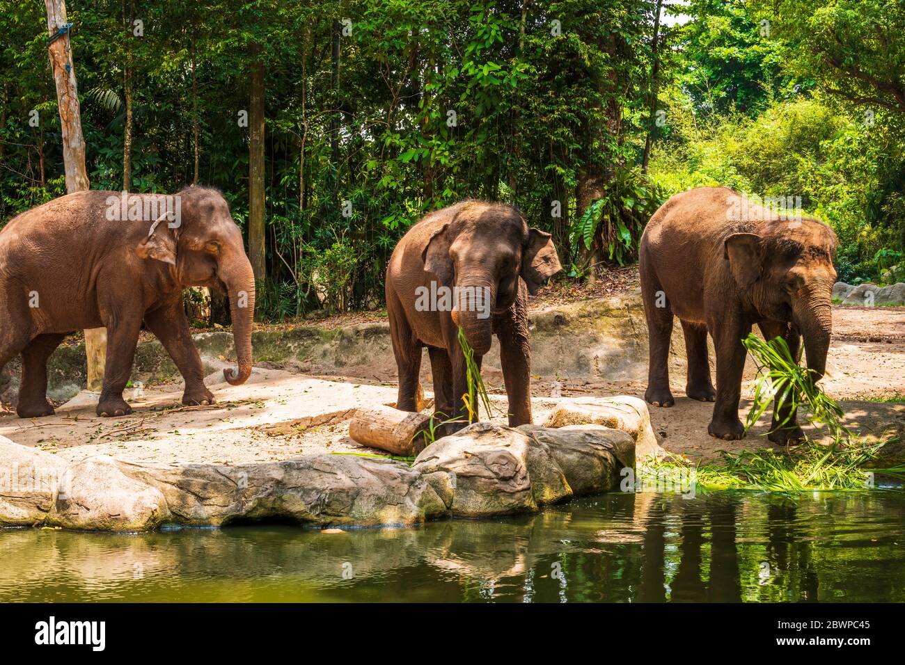 Singapore zoo outdoor exhibit hi-res stock photography and images - Alamy