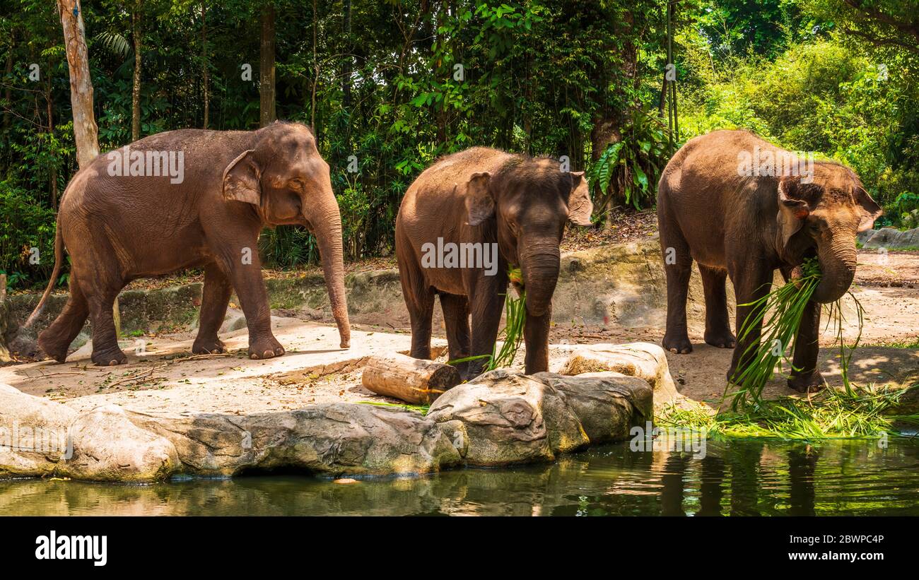 Asian elephants at the Singapore Zoo, Singapore, Republic of Singapore ...