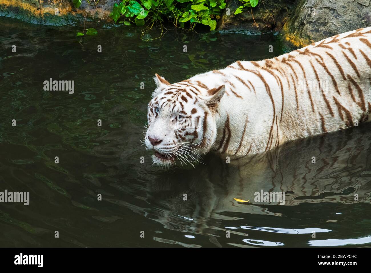 White tiger at the Singapore Zoo, Singapore, Republic of Singapore ...