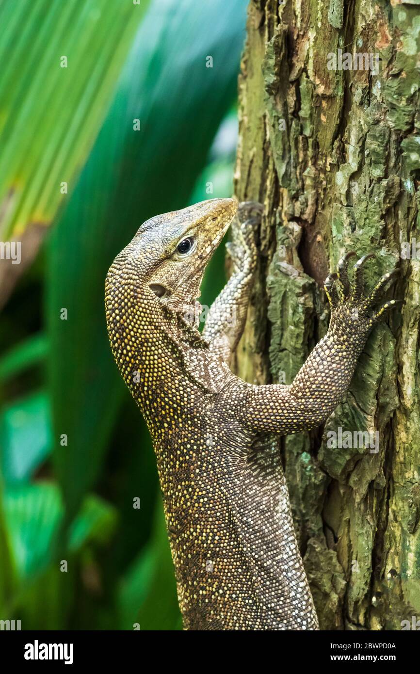 Clouded monitor lizard (Varanus nebulous), Singapore Zoo, Singapore ...