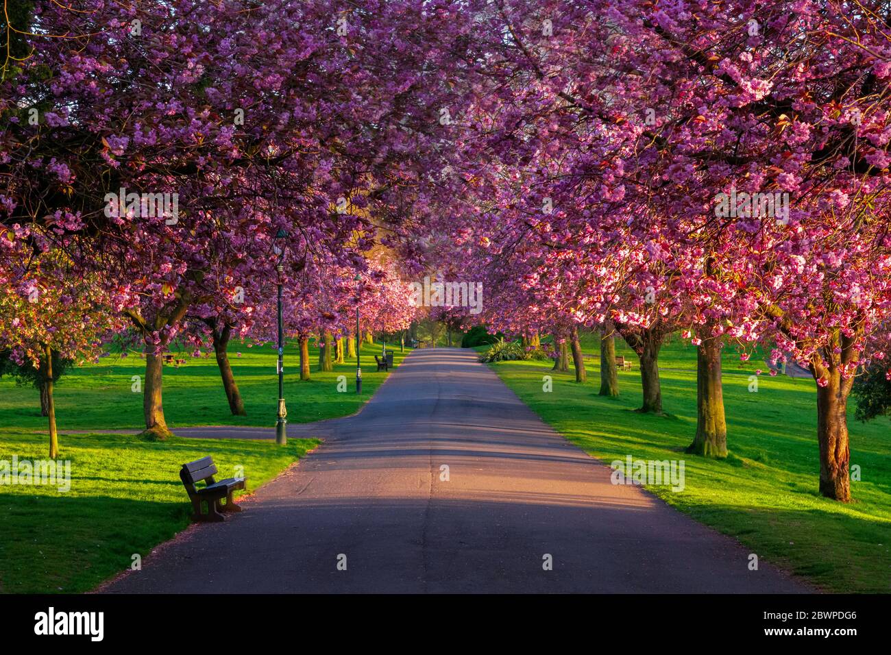 cherry trees, Dunfermline, Scotland, UK Stock Photo - Alamy