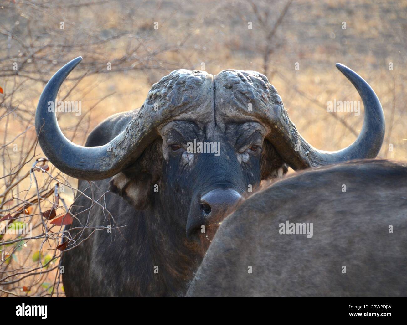 Male Cape buffalo with a magnificent set of curved sharp horns looking ...
