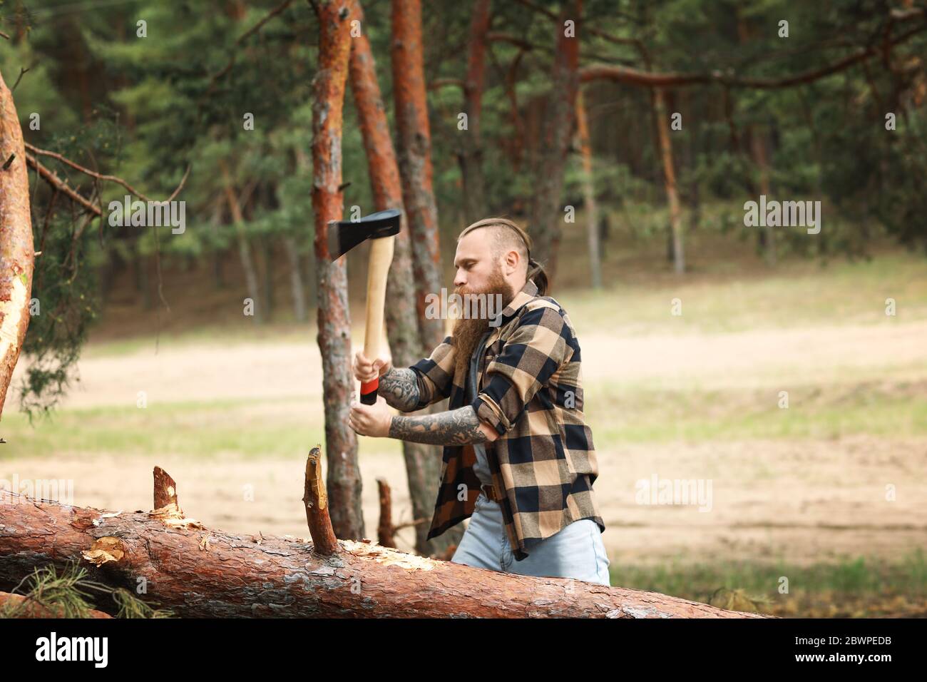 Handsome lumberjack cutting down trees in forest Stock Photo - Alamy