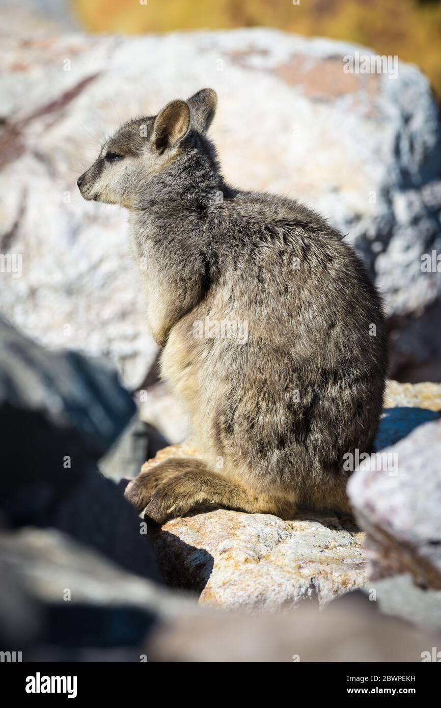 Pretty face wallaby hi-res stock photography and images - Alamy